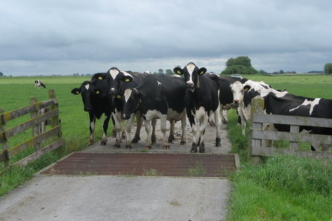 Ben jij een dappere koeienheld?